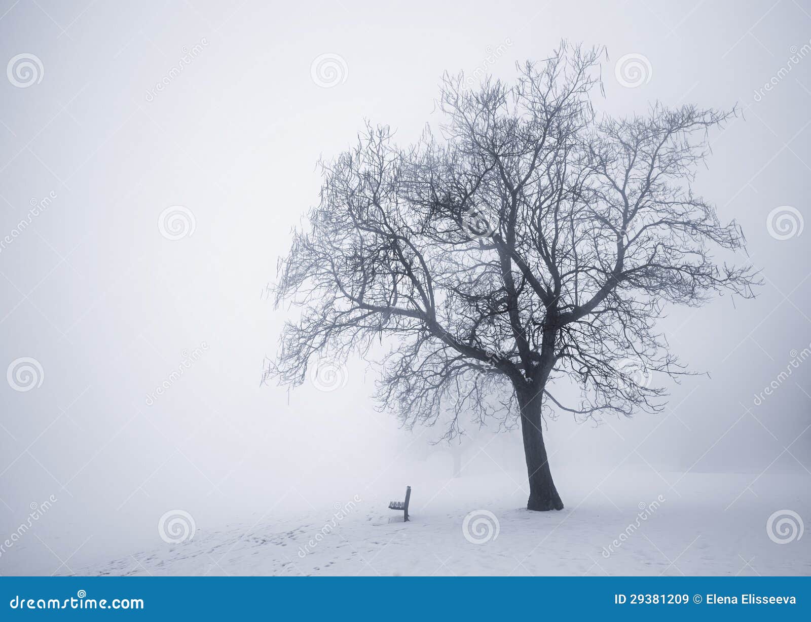 Winter tree in fog stock image. Image of gray, isolated - 29381209