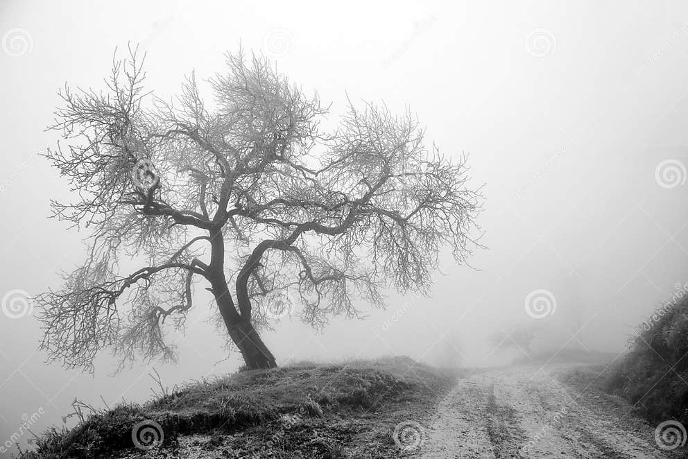 Winter tree in fog stock image. Image of moody, lone - 47528799