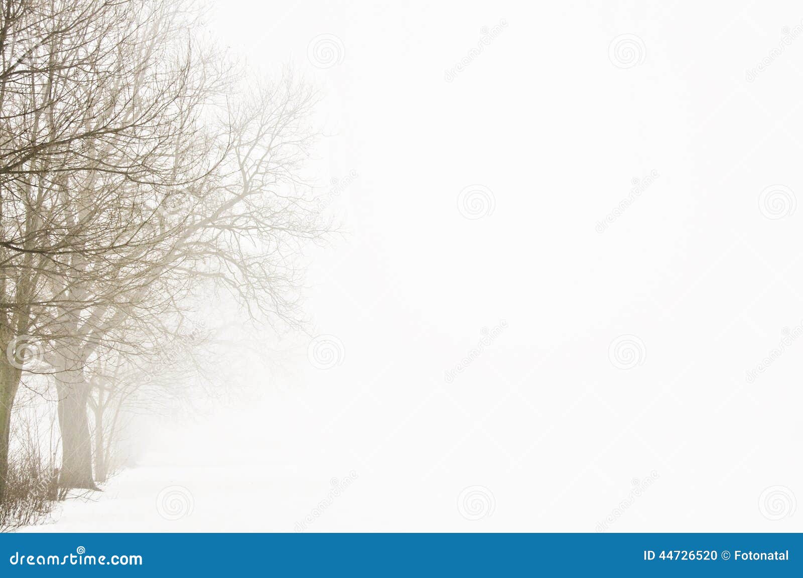 Winter tree in fog stock photo. Image of snow, cold, branches - 44726520