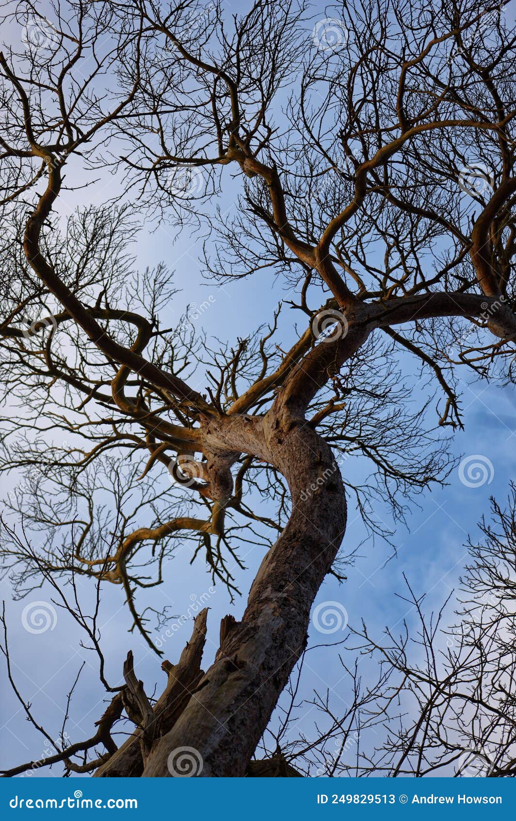 Winter tree forms at dusk stock image. Image of forms - 249829513