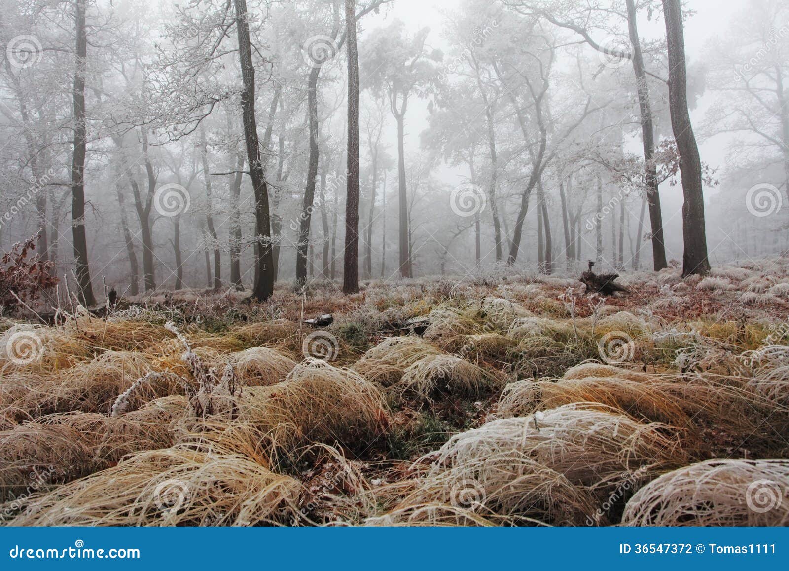 Winter tree stock photo. Image of scene, scenic, black - 36547372