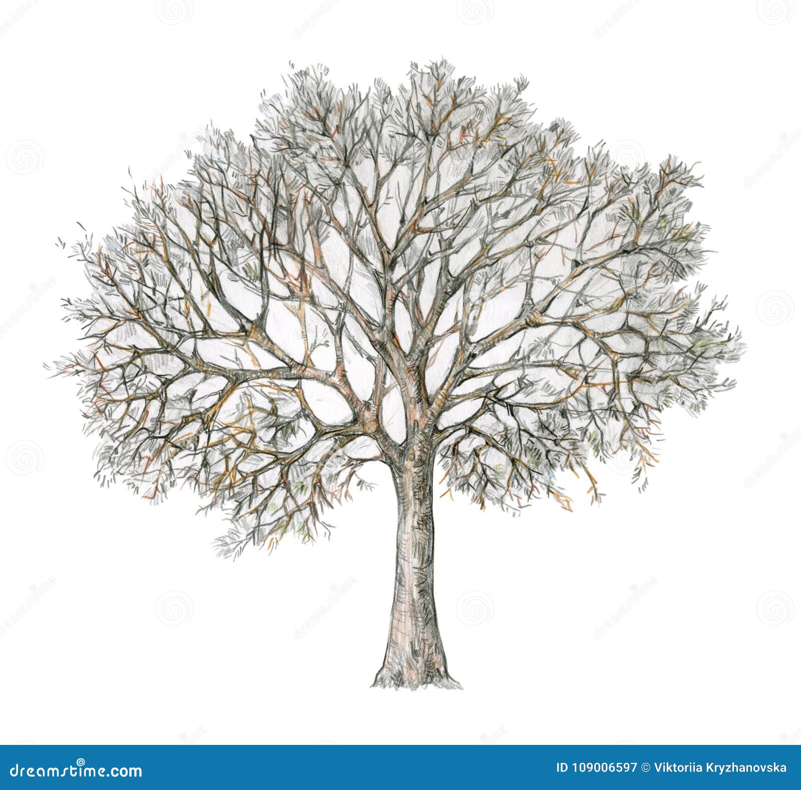 Winter Tree Drawing