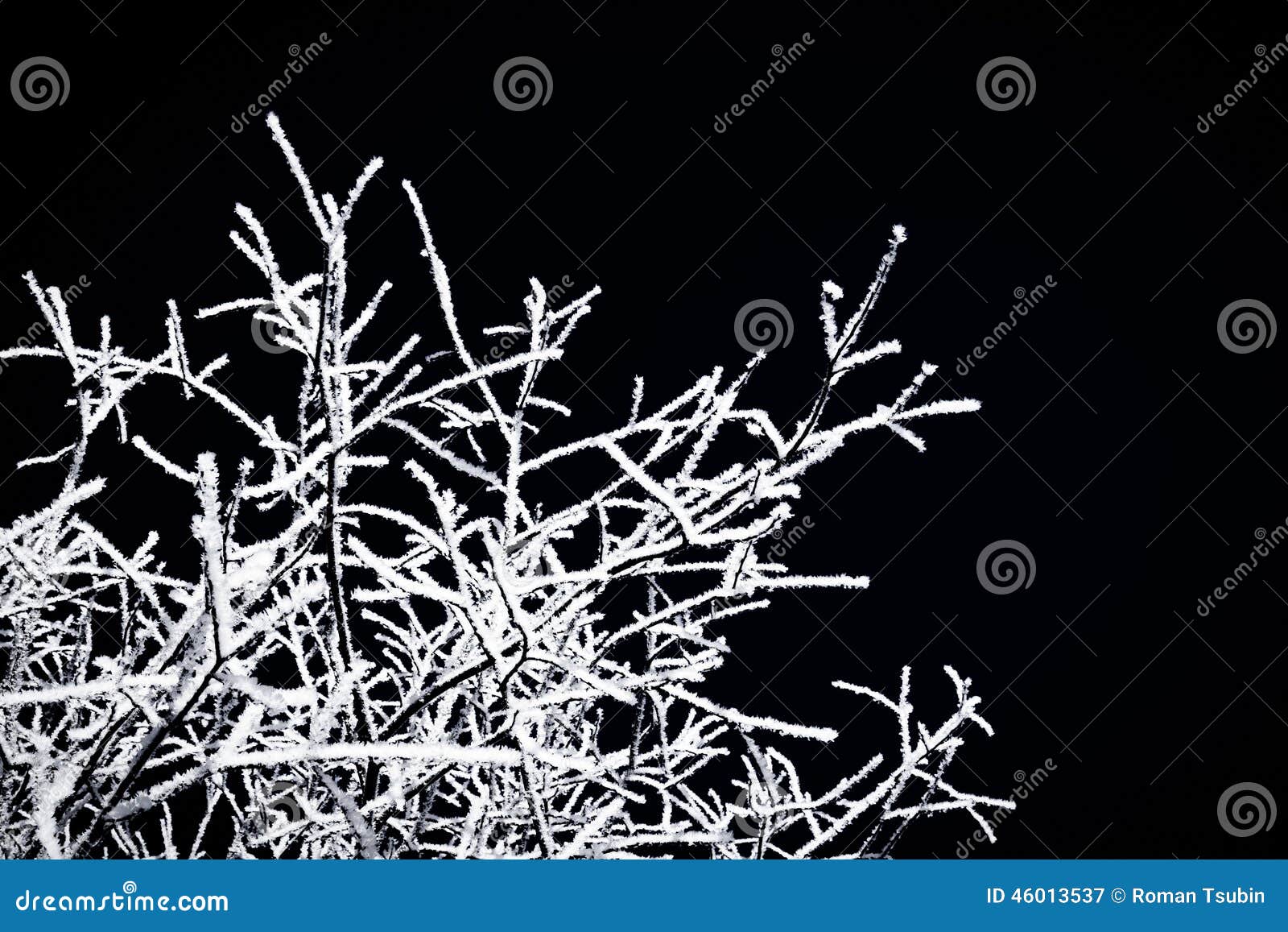 Winter Tree Isolated on Black Stock Image - Image of single, snow: 46013537