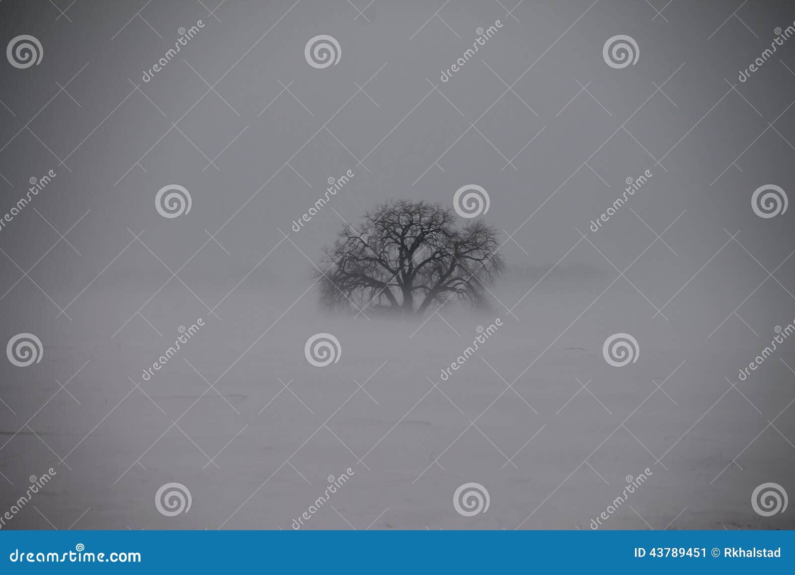 Winter Tree Isolated by Ground Blizzard Stock Image - Image of ...