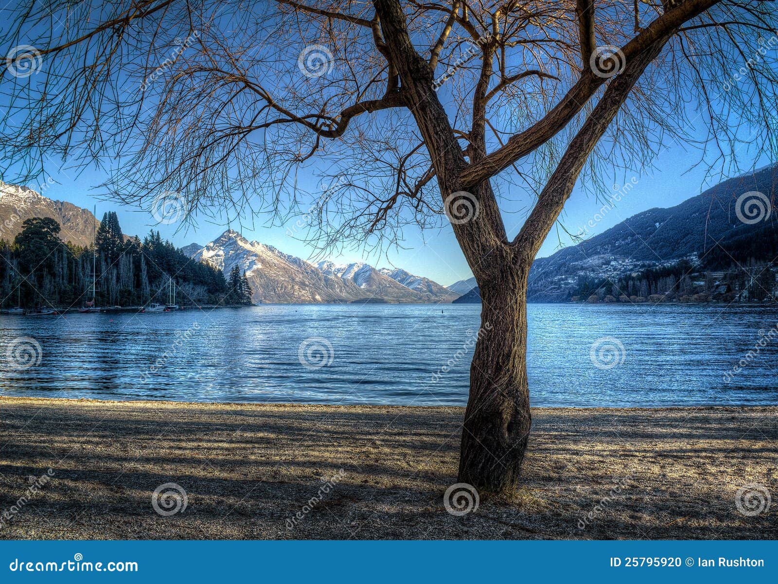 Winter tree at lakeside stock photo. Image of tree, winter - 25795920