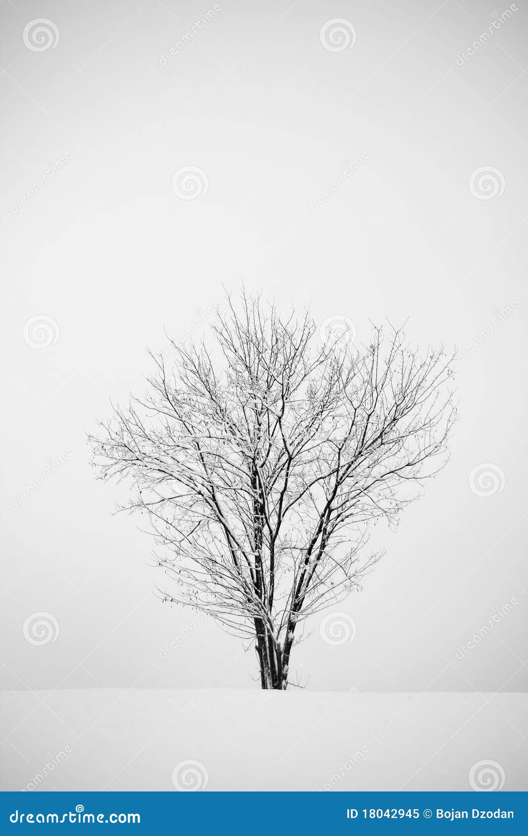 Winter tree landscape stock image. Image of solitude - 18042945