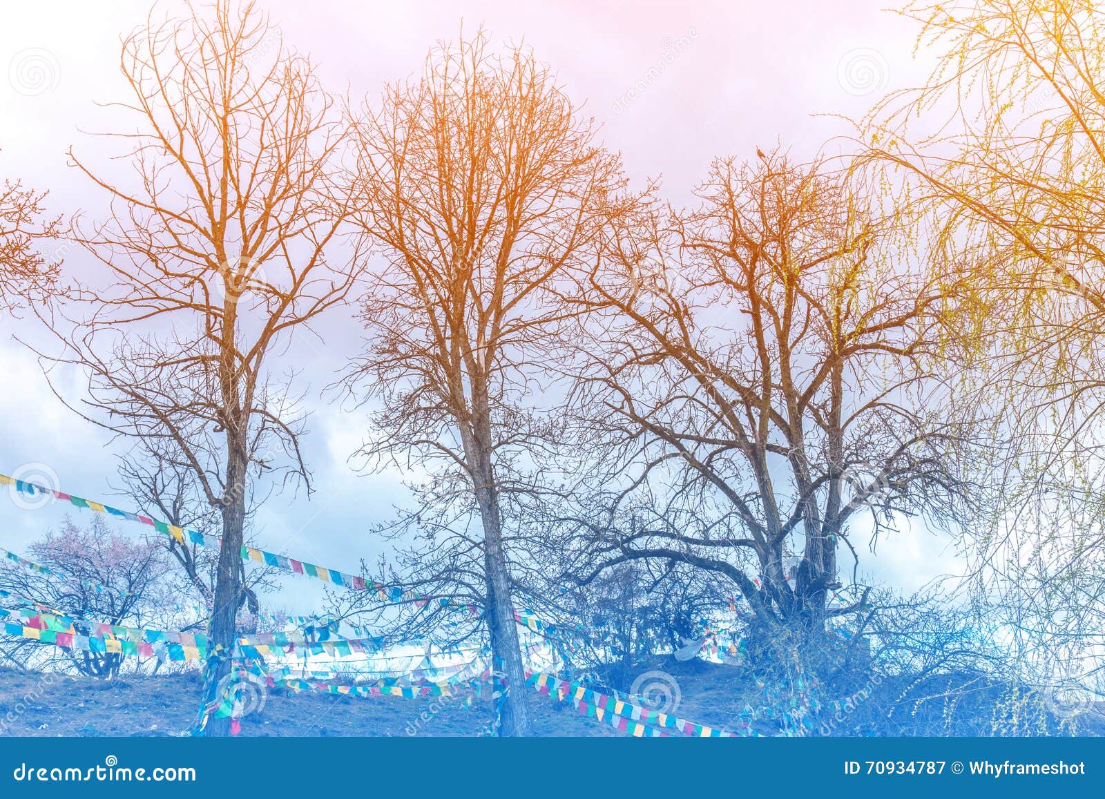 Winter tree landscape stock image. Image of scene, harmony - 70934787