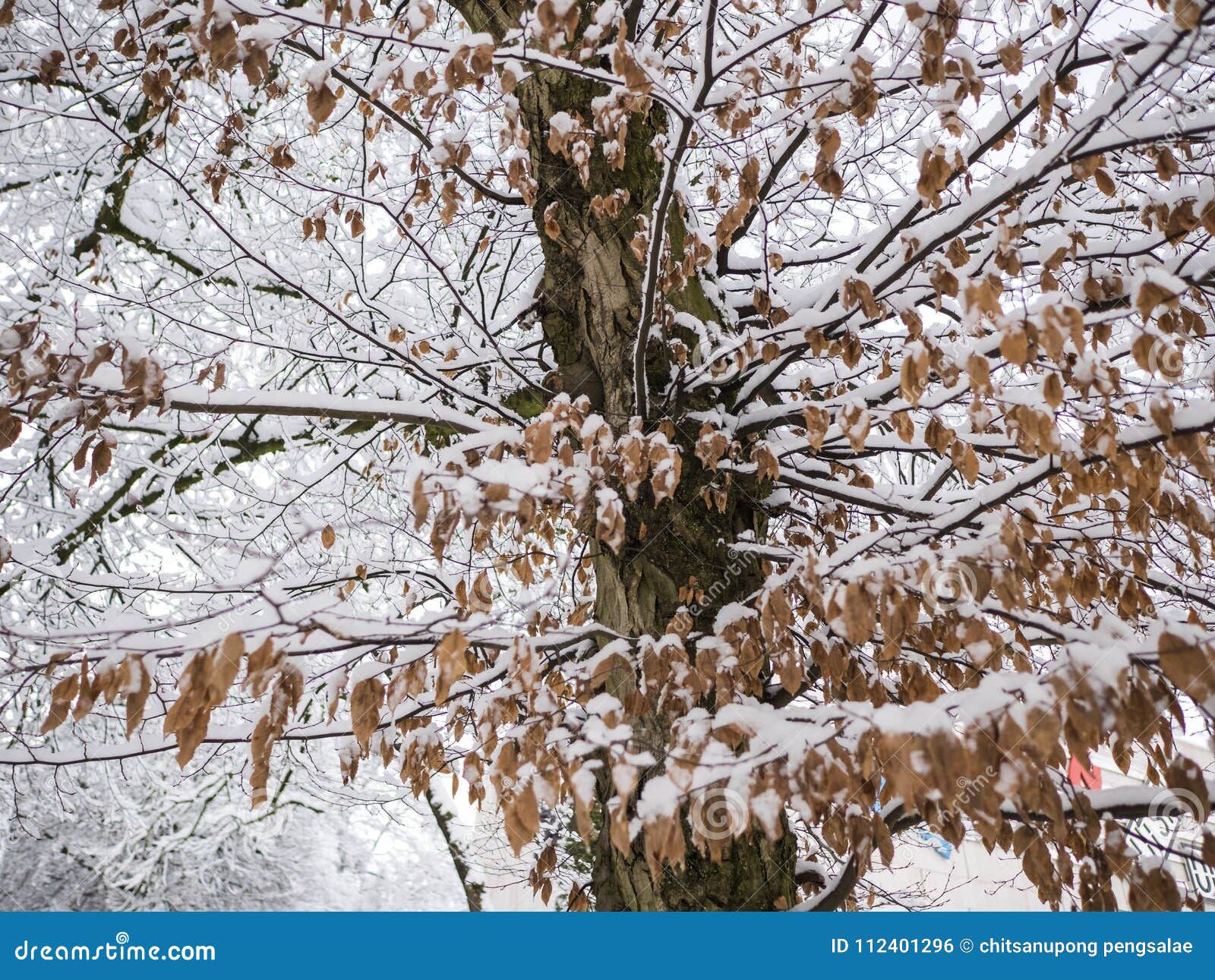 Winter Tree Leave, Snow Season Austria Stock Photo - Image of holiday ...