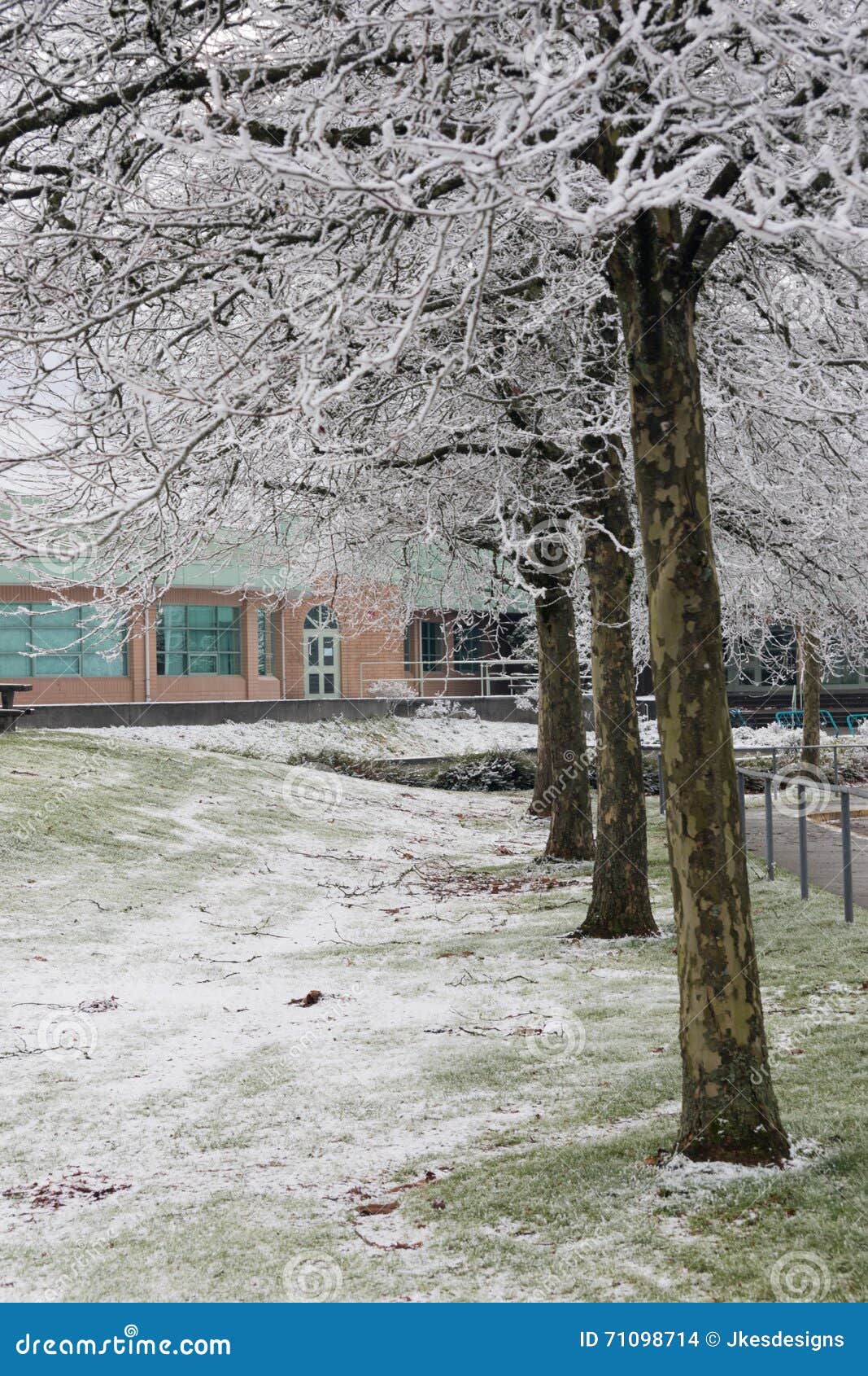 Winter tree line stock photo. Image of safewty, branches - 71098714