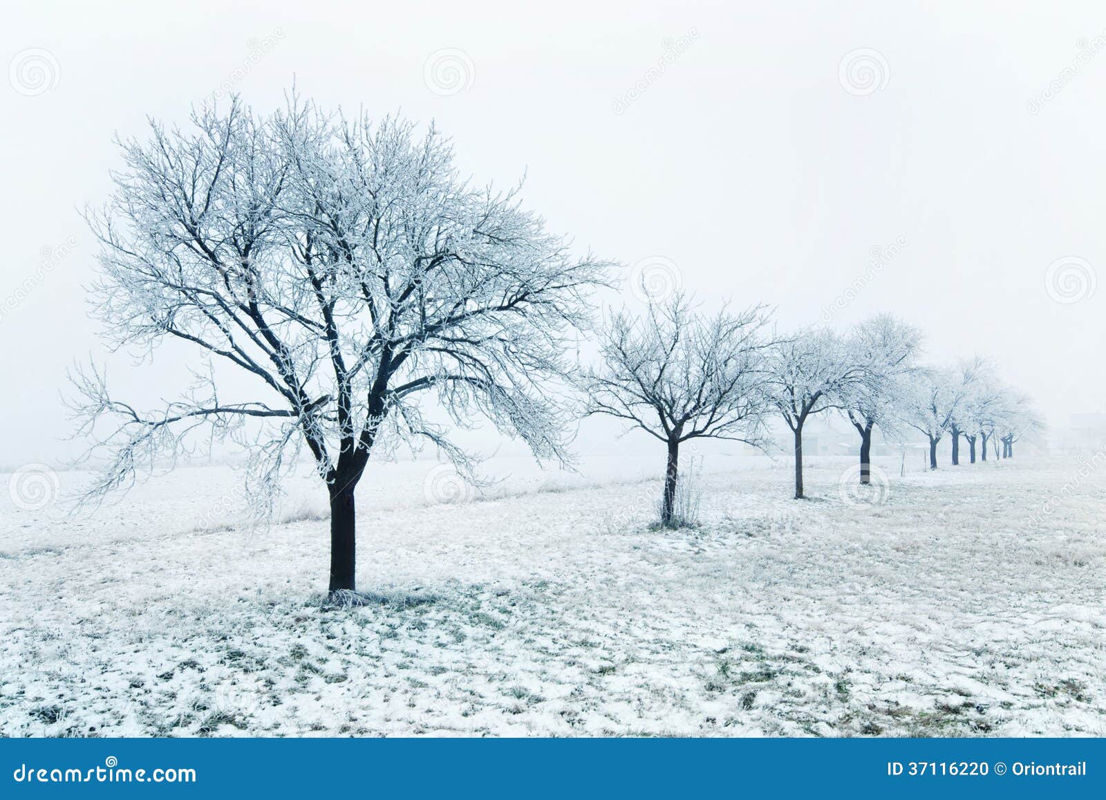 Winter Tree Line on a Field Stock Photo - Image of landscape, overcast ...