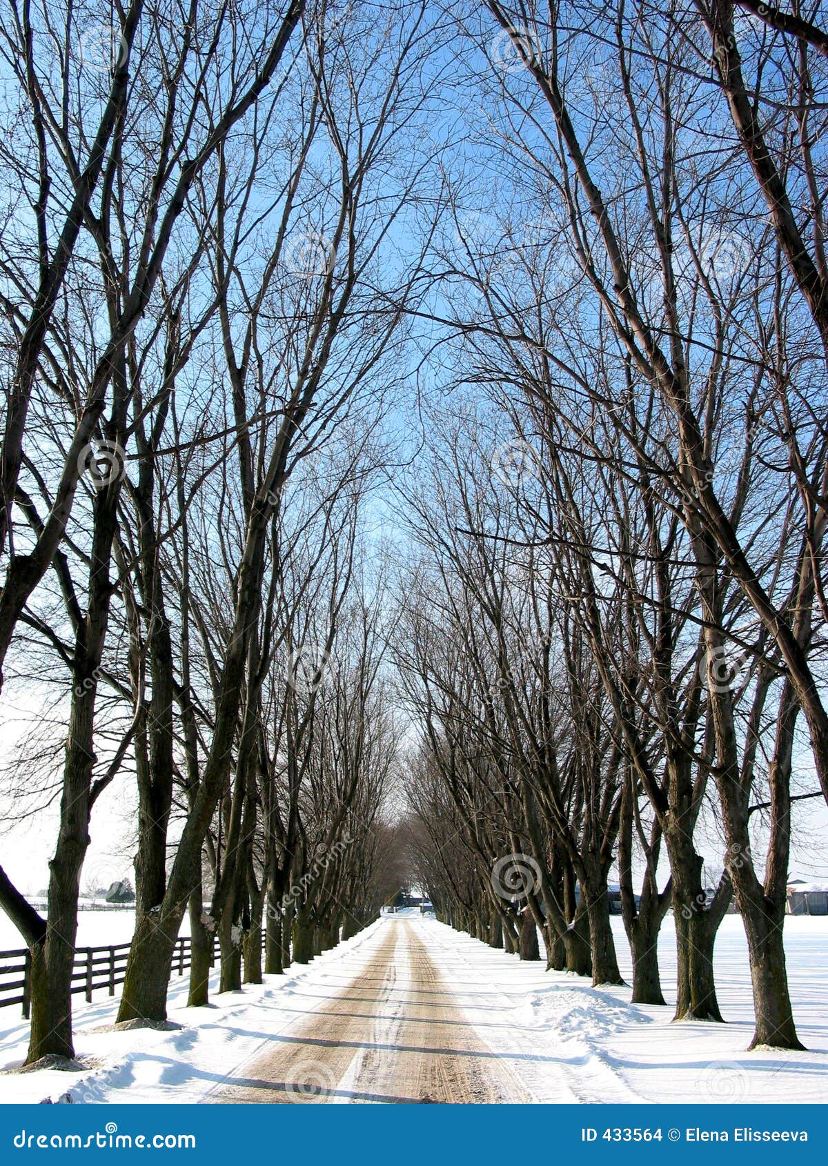 Winter tree lined lane 1 stock photo. Image of brown, barren - 433564