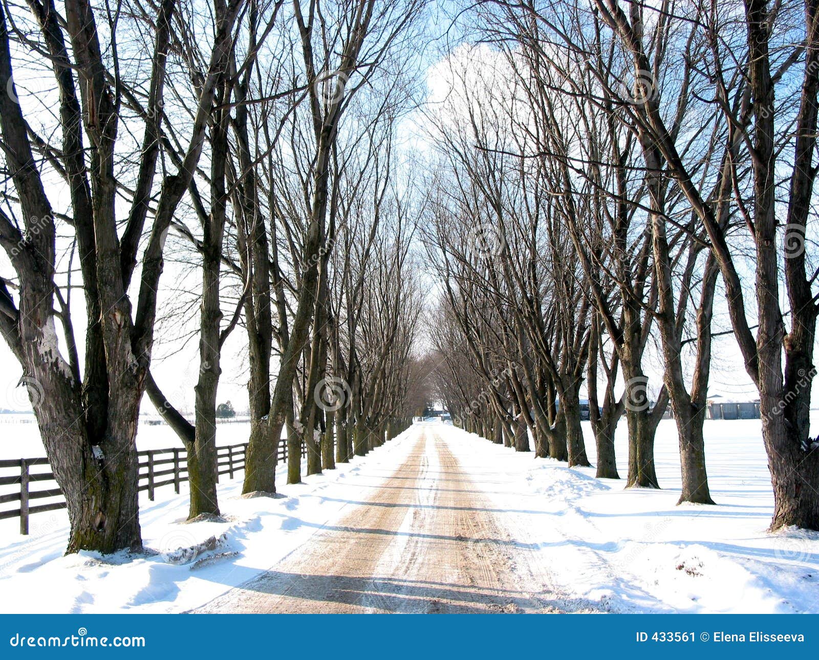 Winter tree lined lane stock image. Image of season, tall - 433561