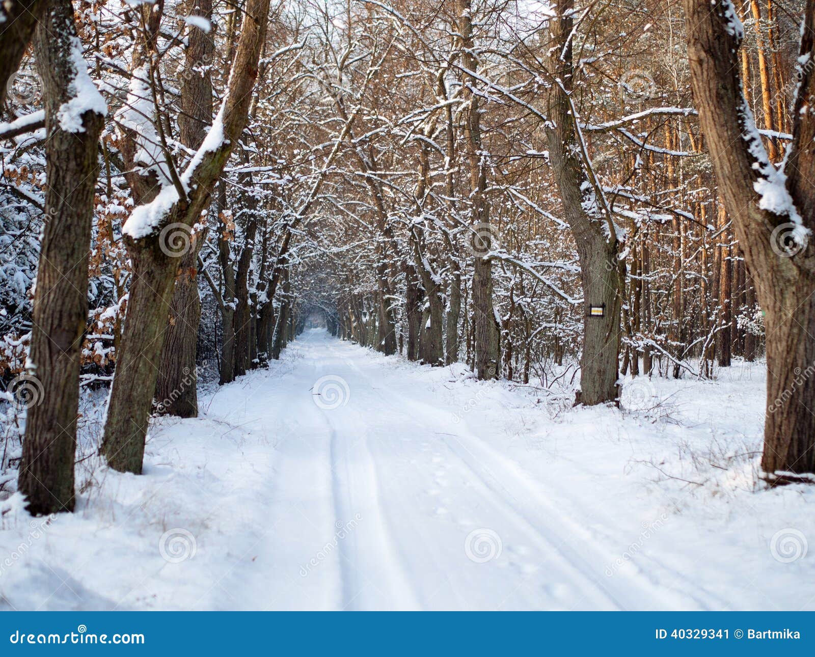 Winter Tree Lined Lane stock image. Image of season, early - 40329341