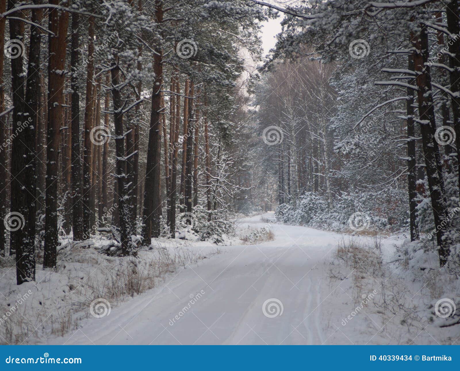 Winter Tree Lined Lane stock photo. Image of landcape - 40339434