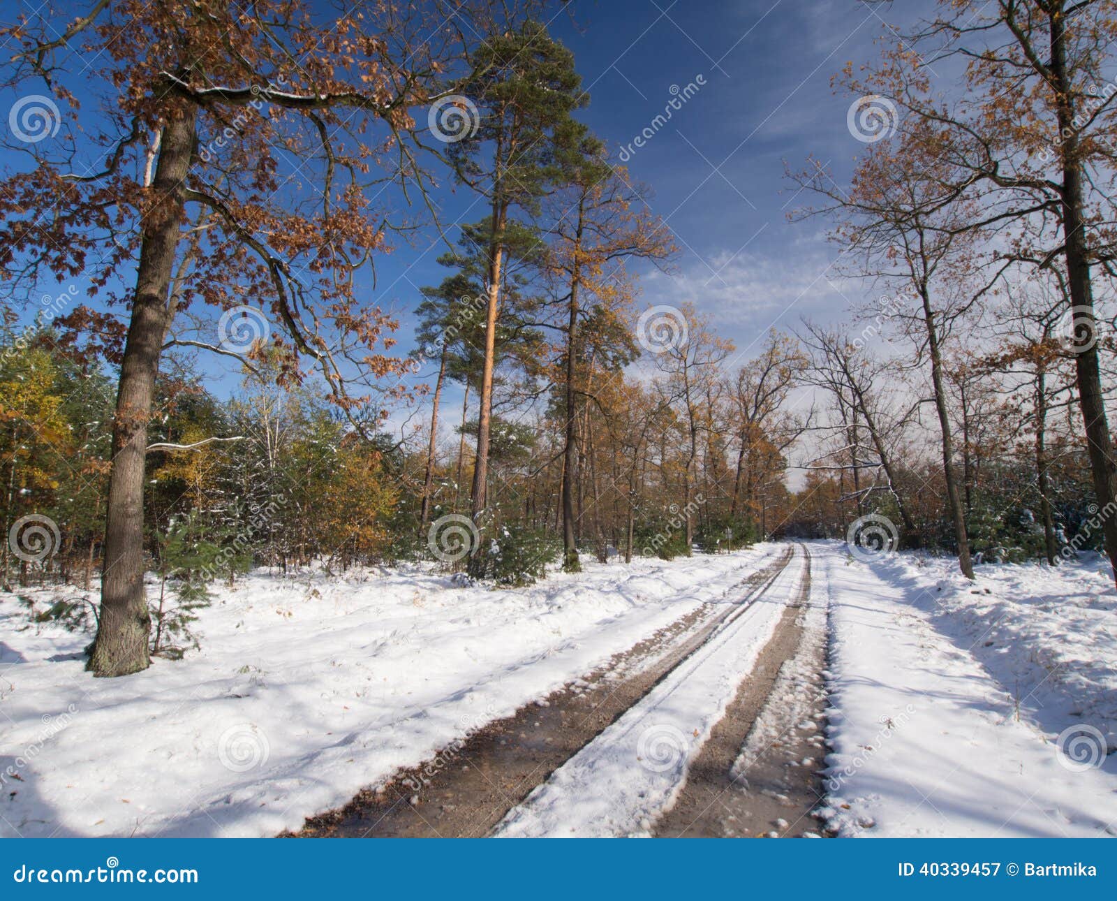 Winter Tree Lined Lane stock image. Image of scene, spinney - 40339457