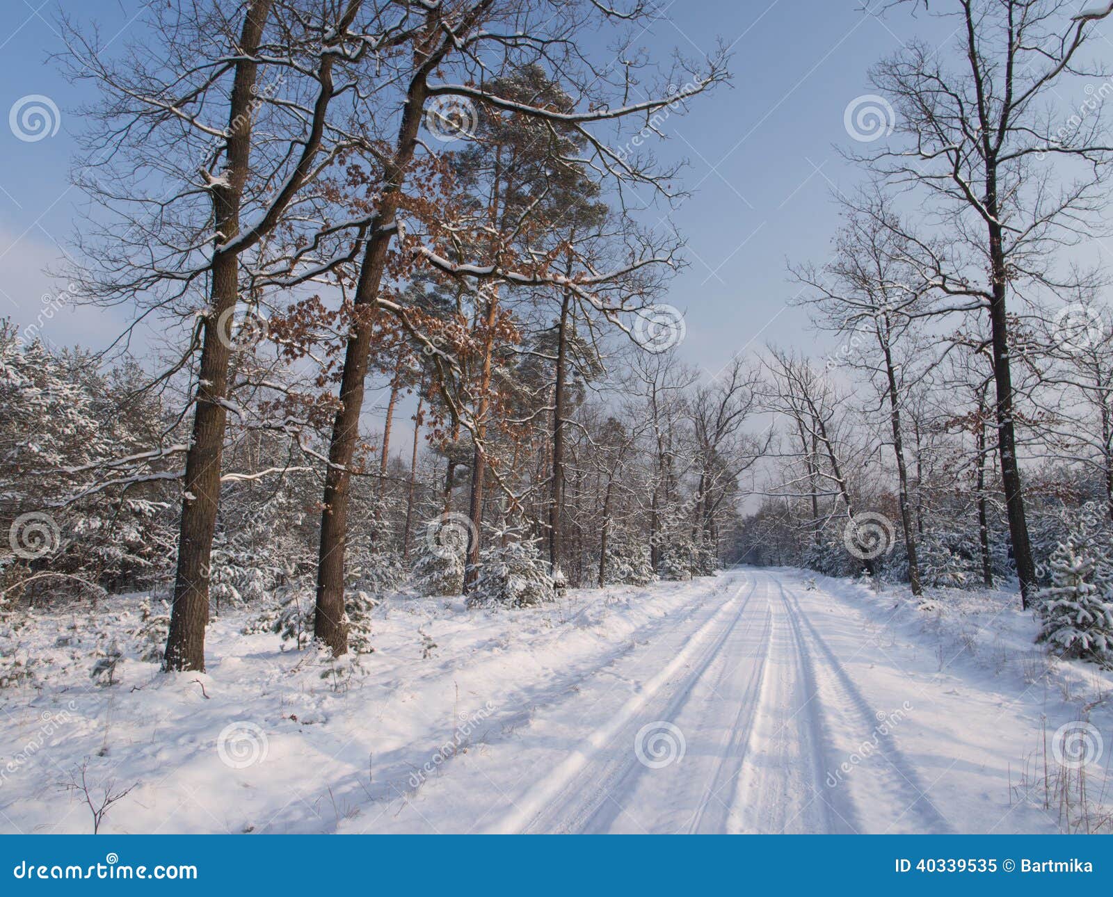 Winter Tree Lined Lane stock image. Image of snow, lane - 40339535