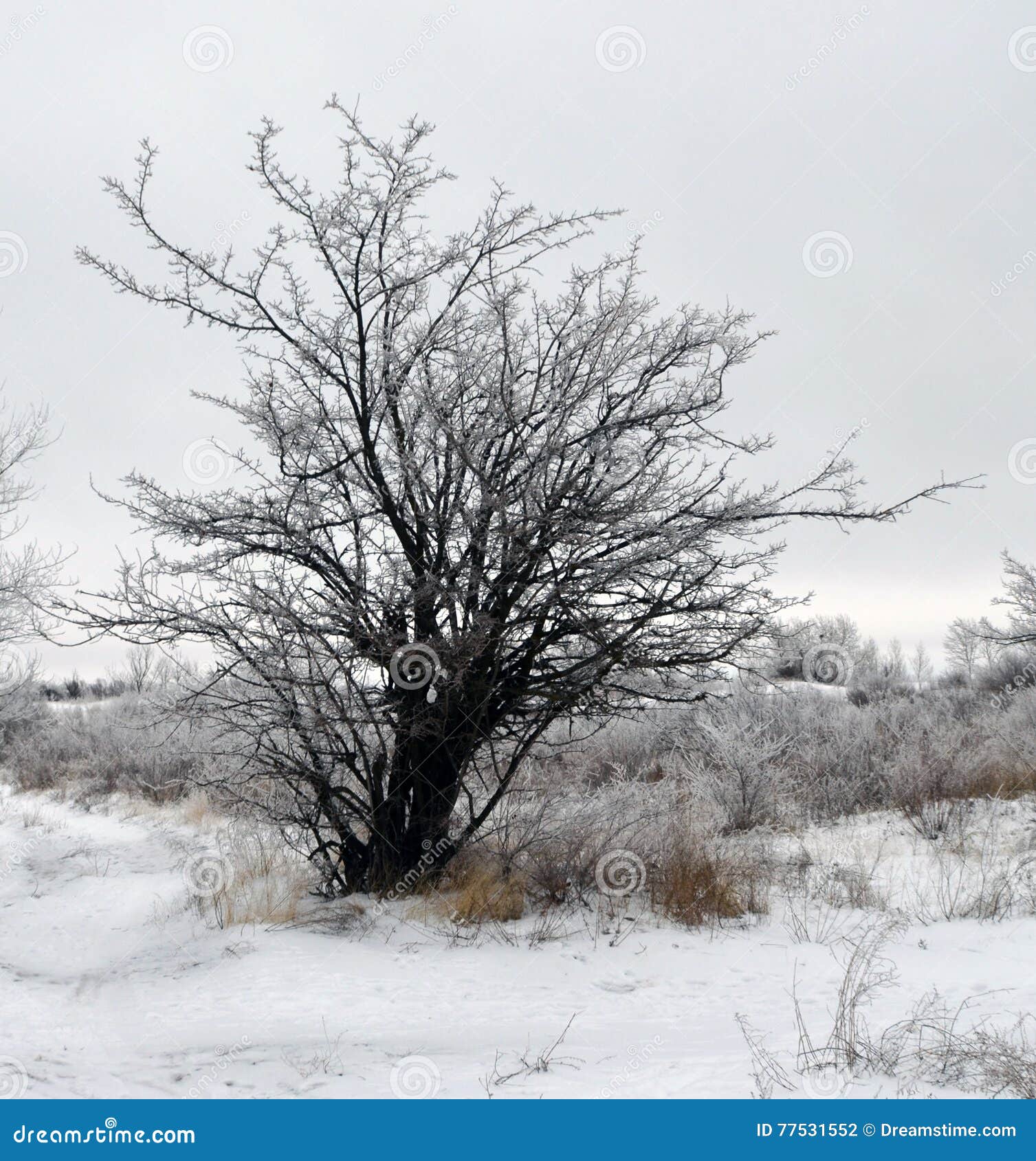 Winter tree stock photo. Image of frowning, landscape - 77531552