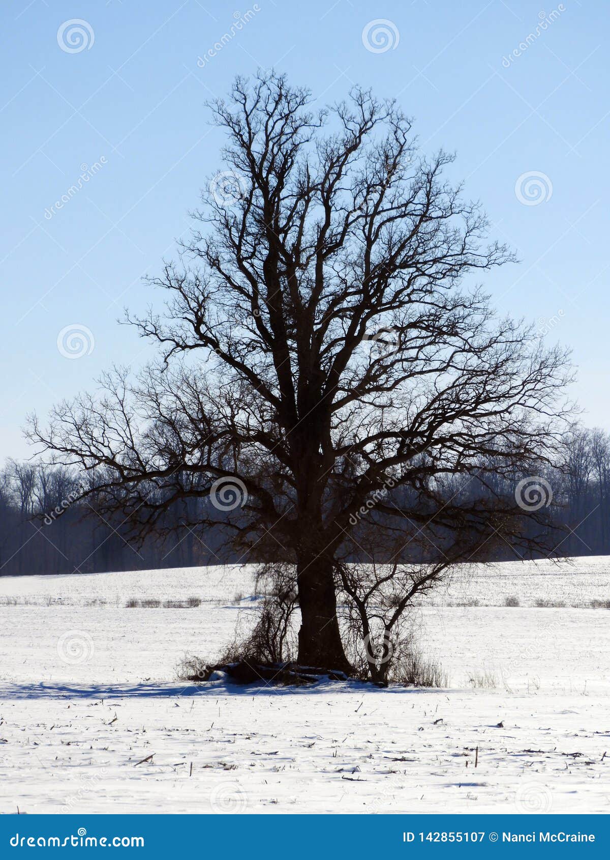 Winter Tree Silhouette in the Middle of a Crop Field Stock Image ...