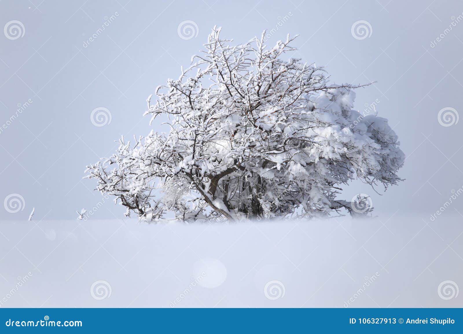 Winter tree in nature stock image. Image of outdoors - 106327913