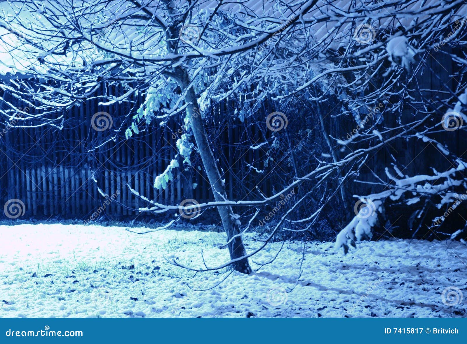 Winter tree at the night stock image. Image of colour - 7415817
