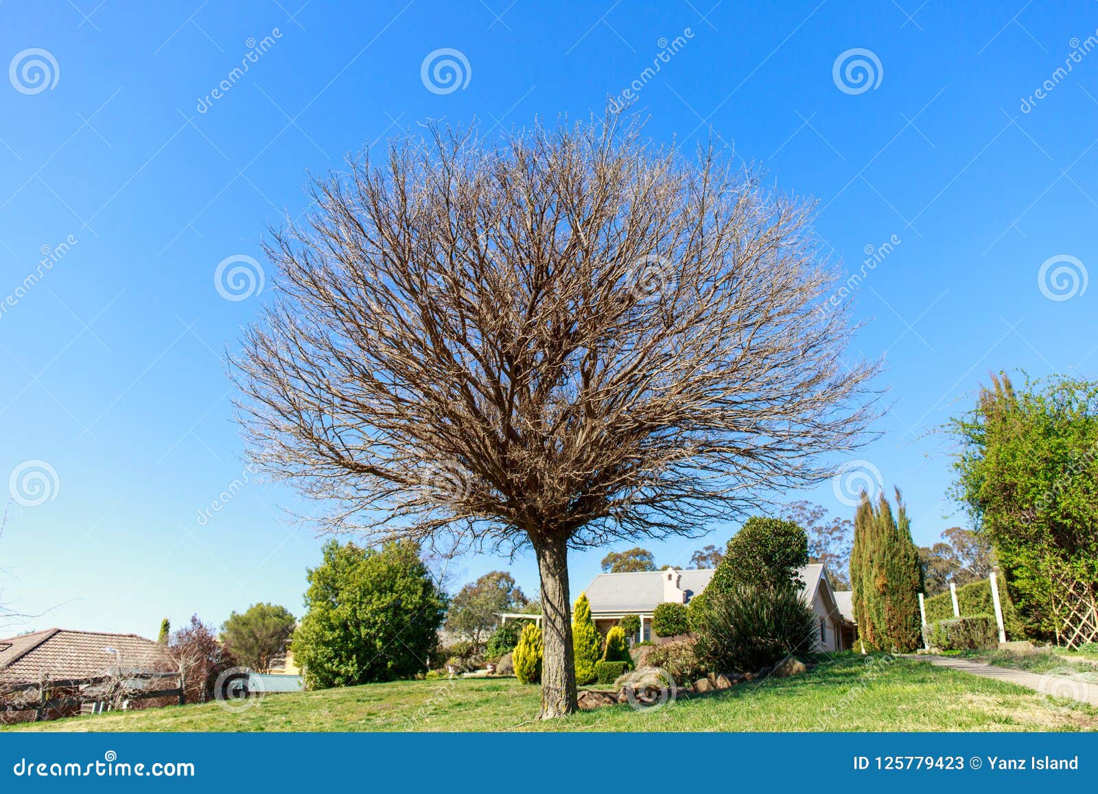 Winter Bare Tree, only Branches Stock Image - Image of cloudy, cold ...