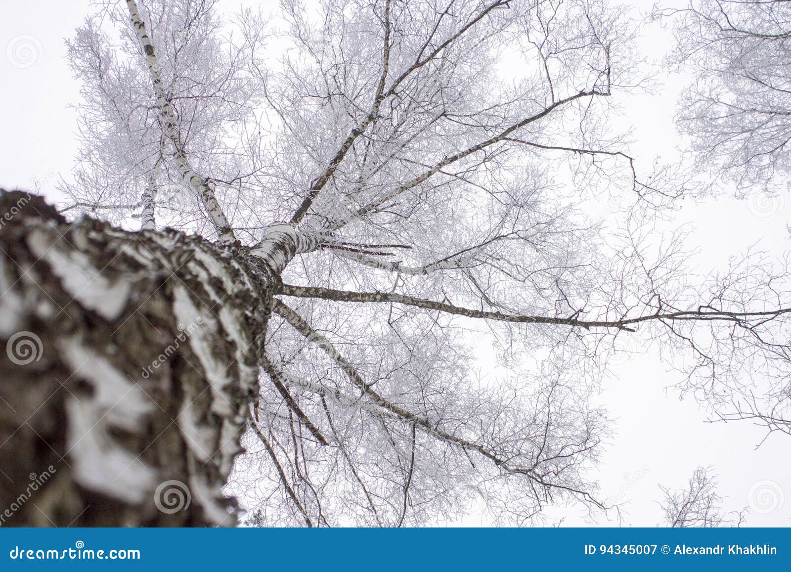 Winter Tree Perspective View Looking Up Stock Image - Image of beauty ...