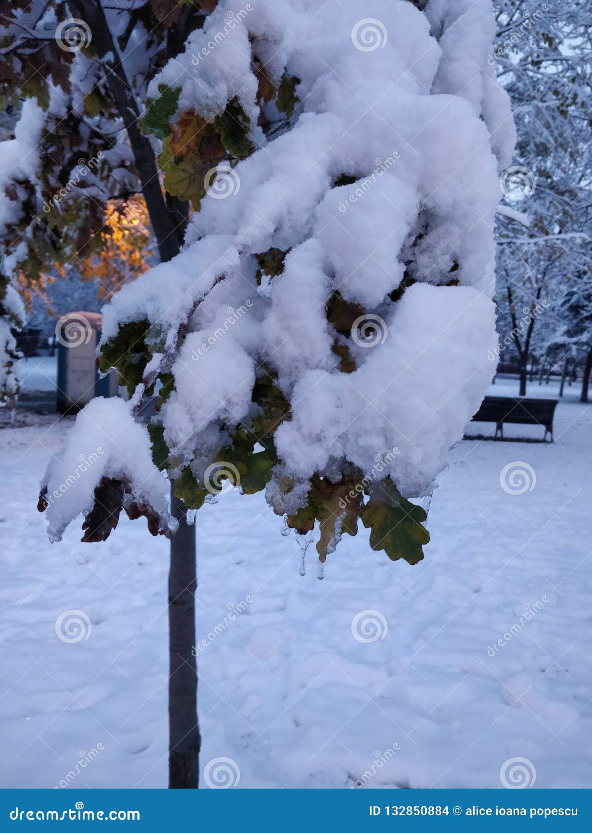 Ice drop stock photo. Image of winter, tree, christmas - 132850884