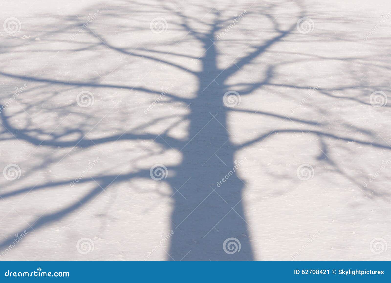 Winter Tree Shadow 2 stock image. Image of sunshine, winter - 62708421
