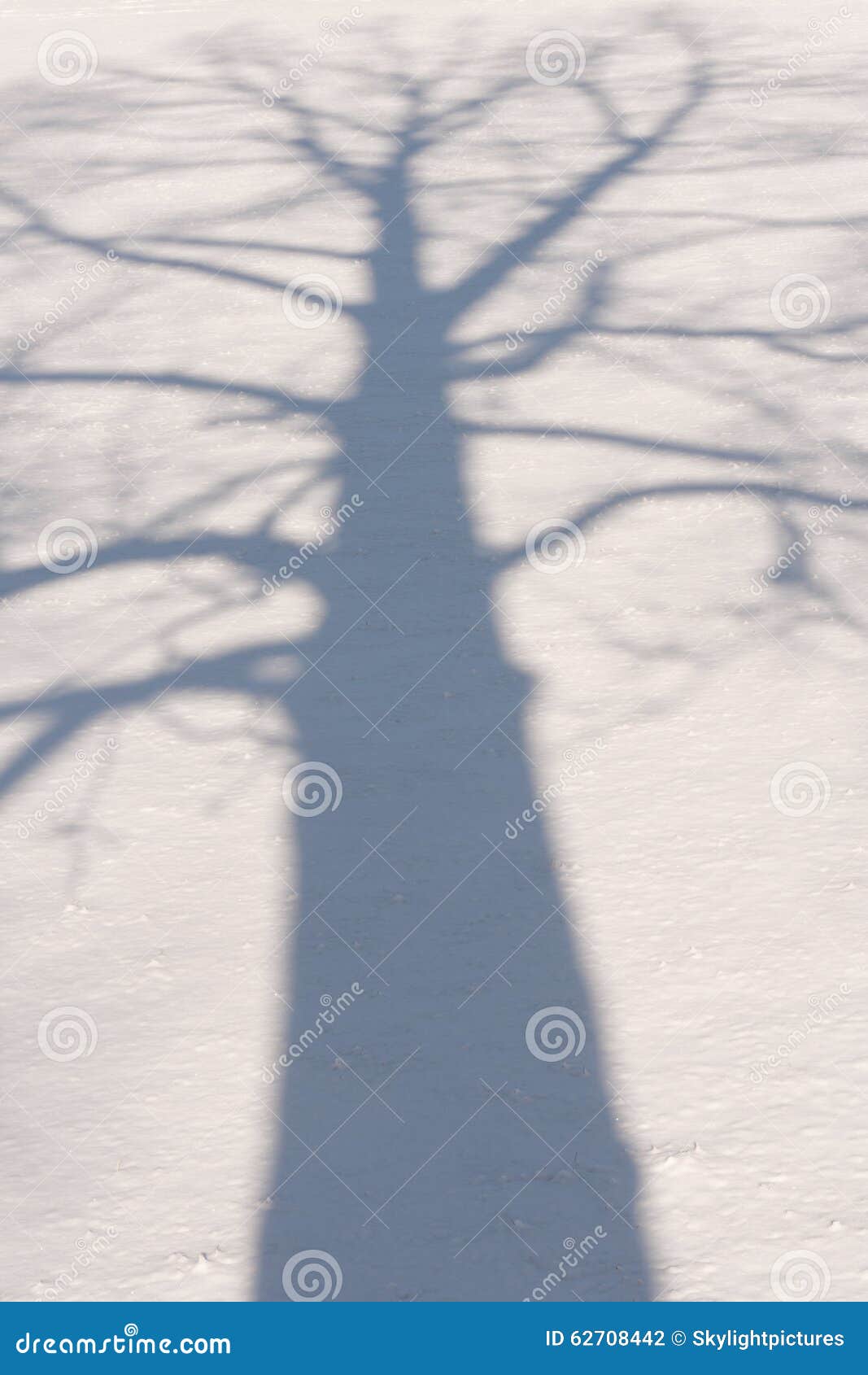 Winter Tree Shadow 3 stock photo. Image of winter, bare - 62708442