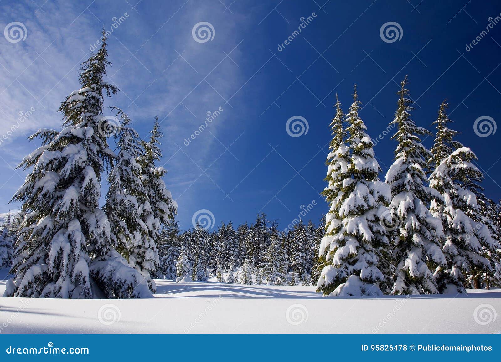 Winter, Tree, Sky, Snow Picture. Image: 95826478