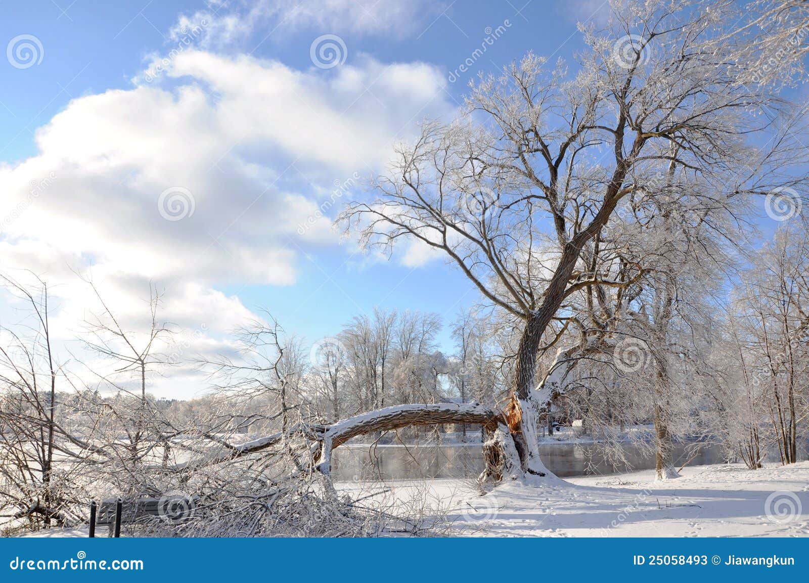 Winter Tree after Snow stock image. Image of states, season - 25058493