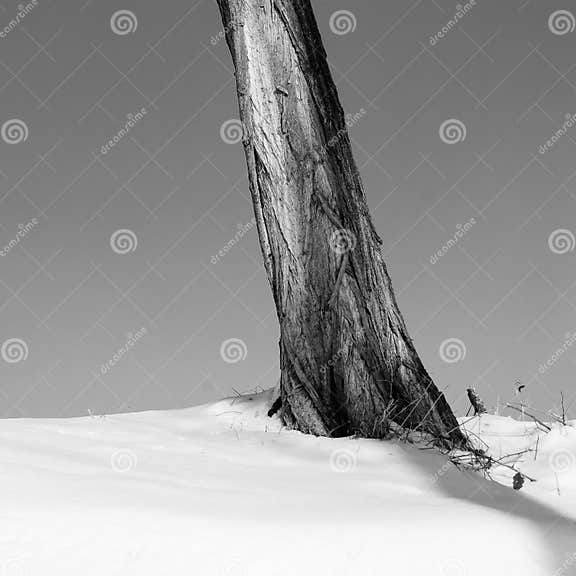 Winter 2 stock image. Image of cold, snow, shadow, black - 84699495