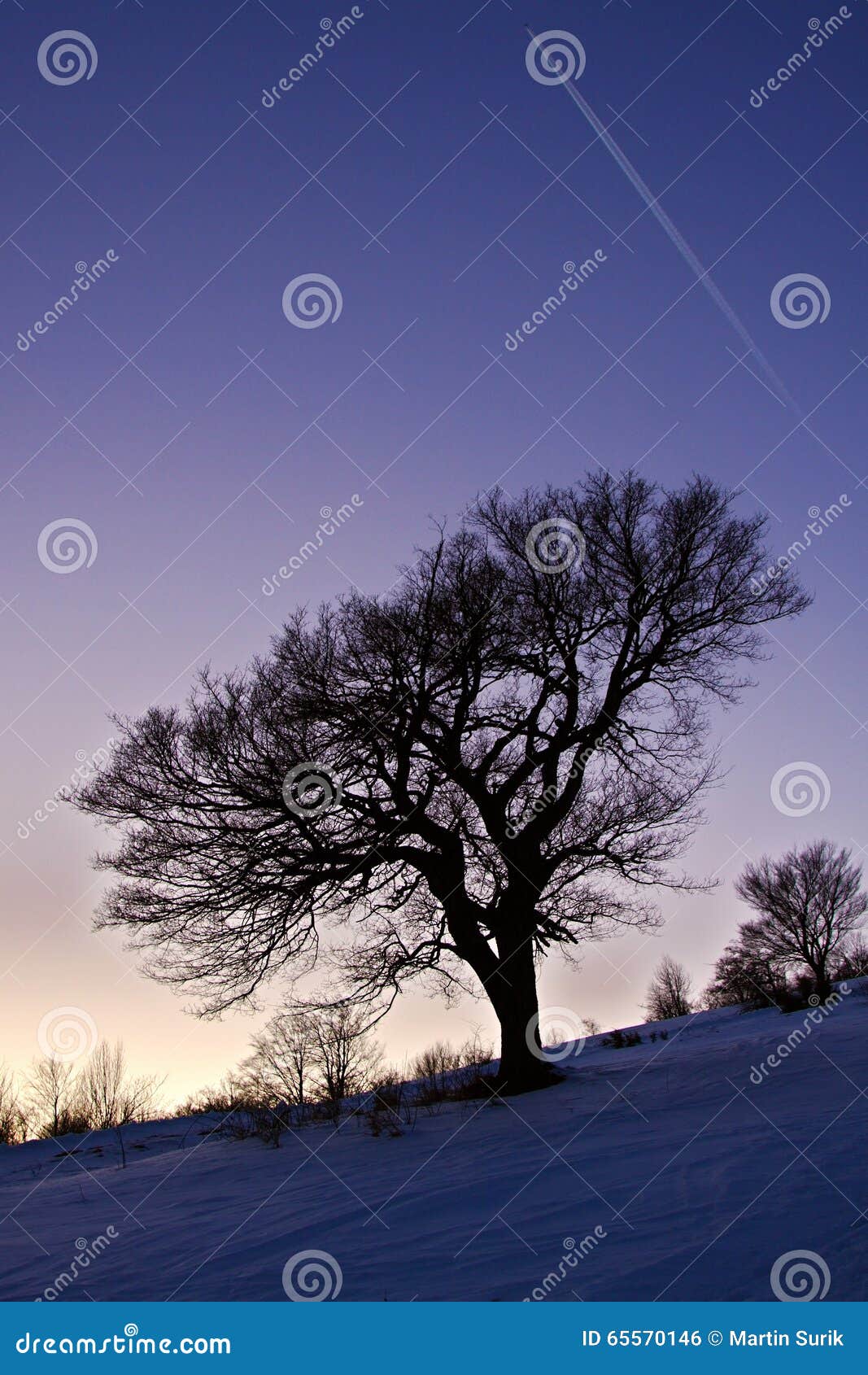 Winter tree stock photo. Image of night, atmosphere, snow - 65570146