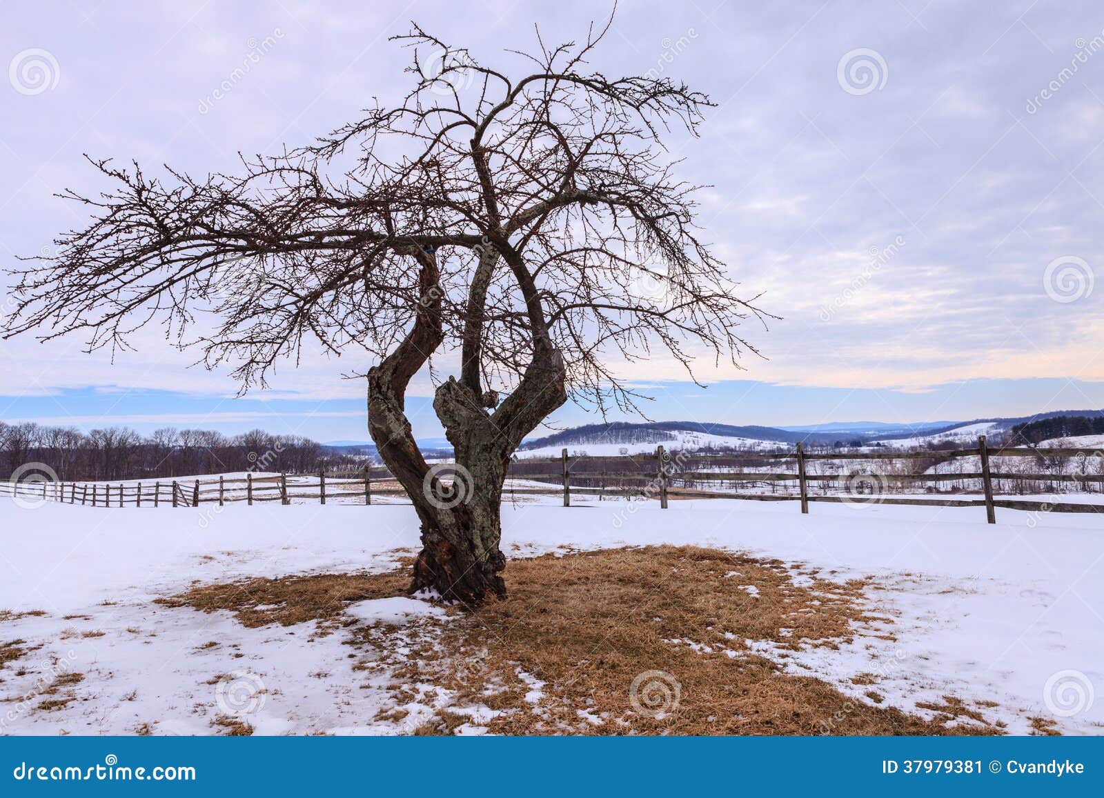Winter Tree in Snowy Field Virginia Piedmont Stock Image - Image of ...