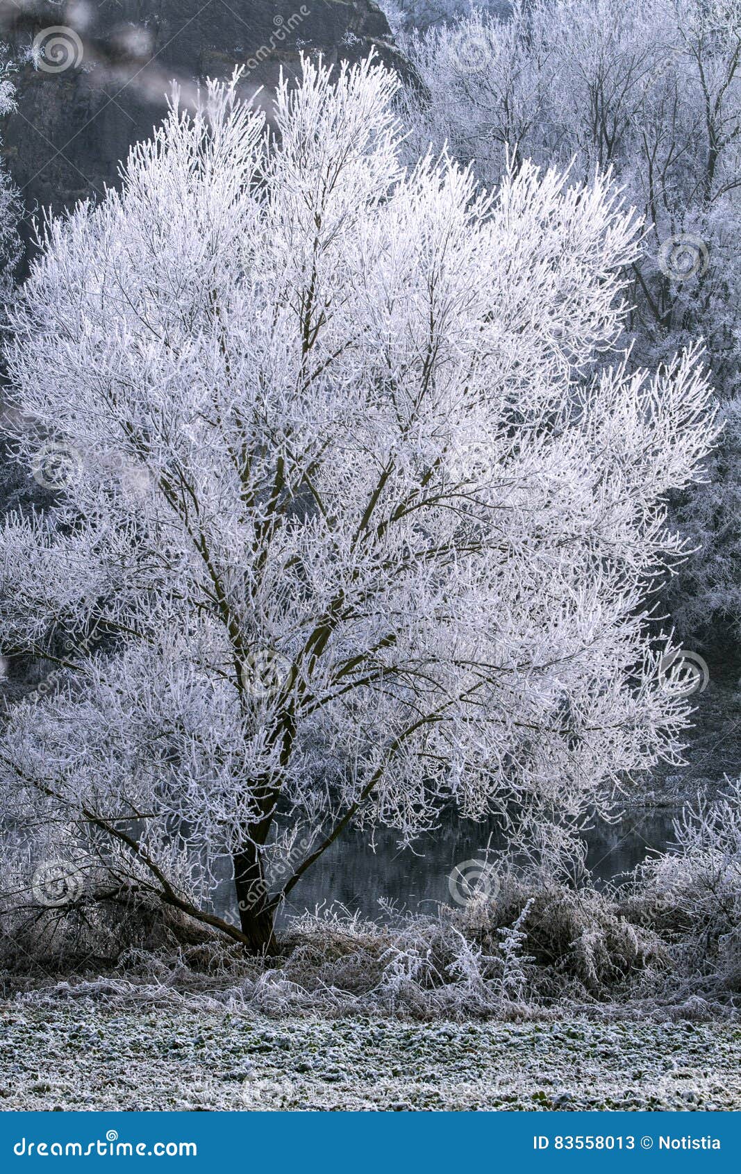 Winter Tree on a Snowy Meadow, Rhyme on Tree. Stock Image - Image of ...