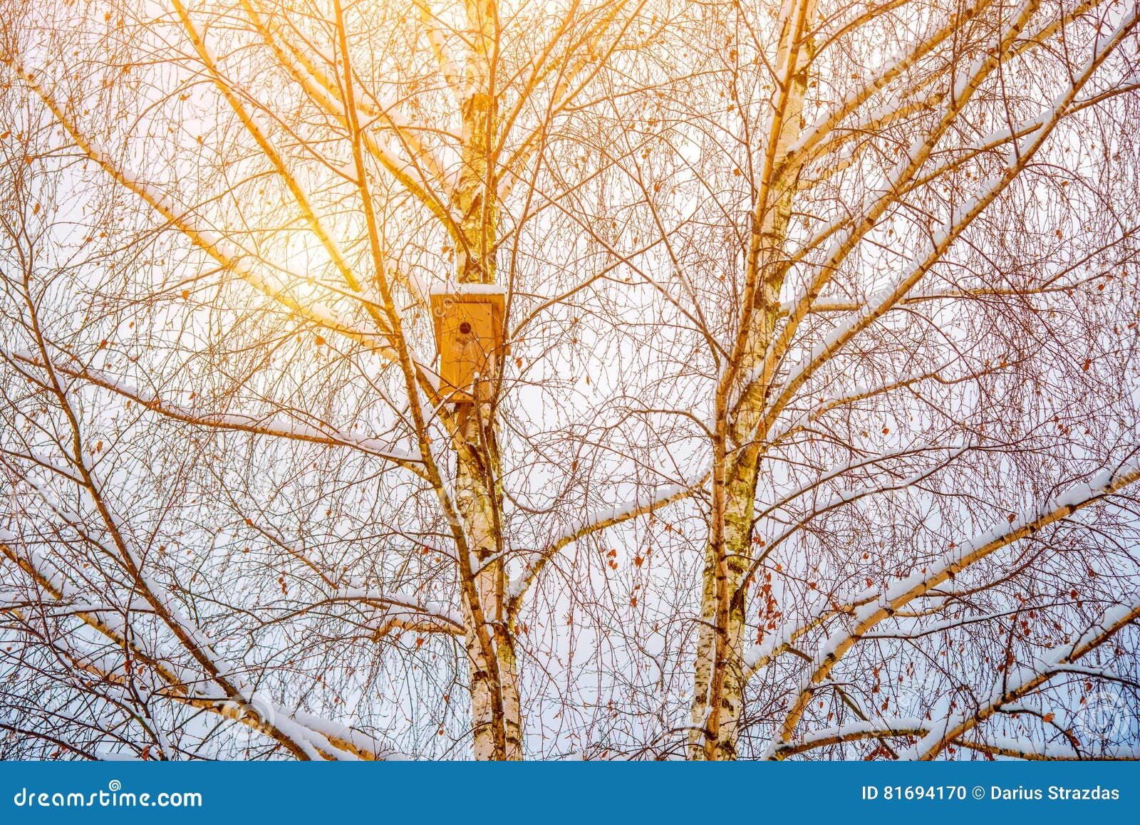 Winter tree and sun stock photo. Image of nature, silence - 81694170