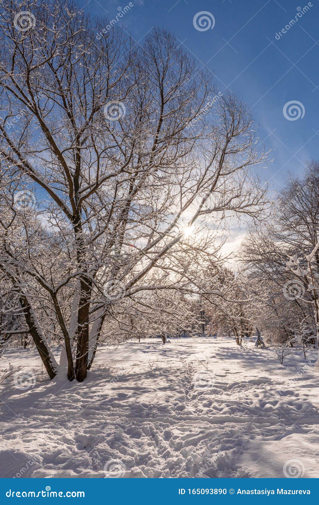 Winter Tree in the Sun. Branches in the Snow Stock Photo - Image of ...