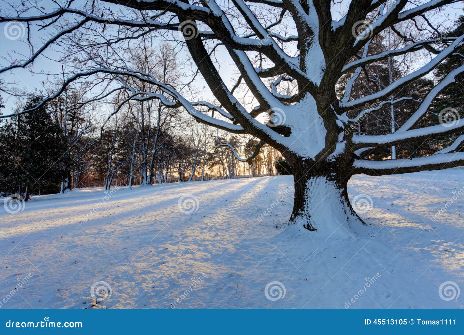 Winter tree with sun rays stock image. Image of light - 45513105