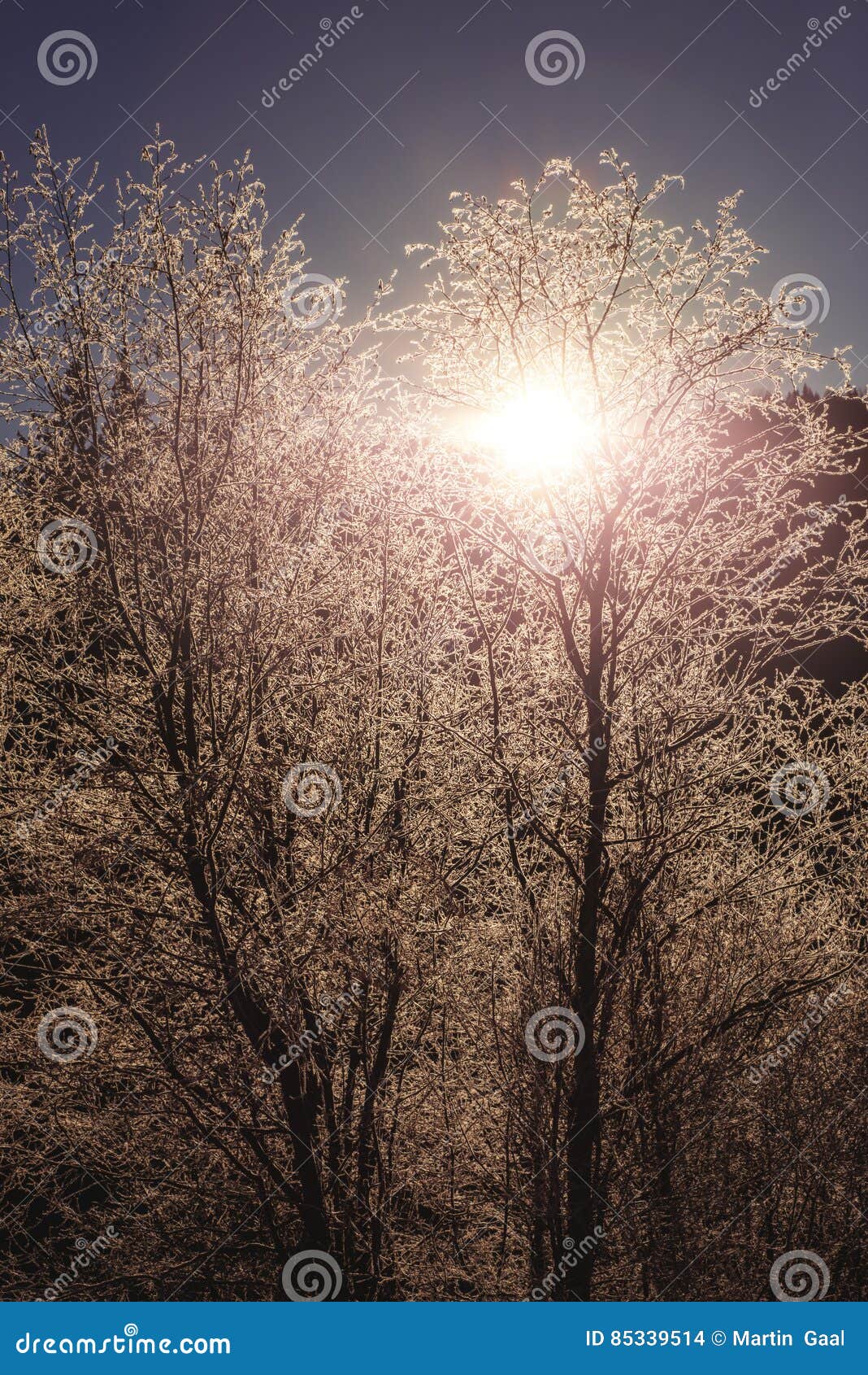 Winter Tree in Sunset or Sunrise, Winter Scenery Stock Photo - Image of ...