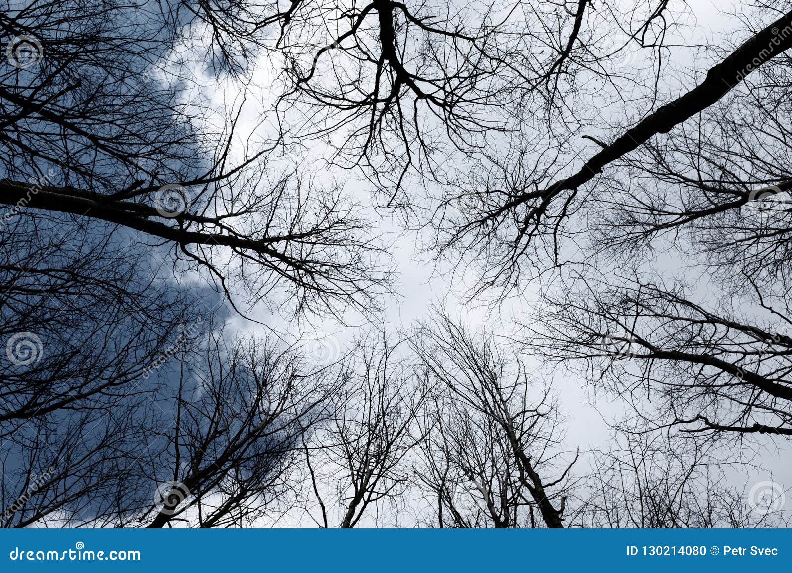 Winter tree tops stock photo. Image of vegetation, detail - 130214080