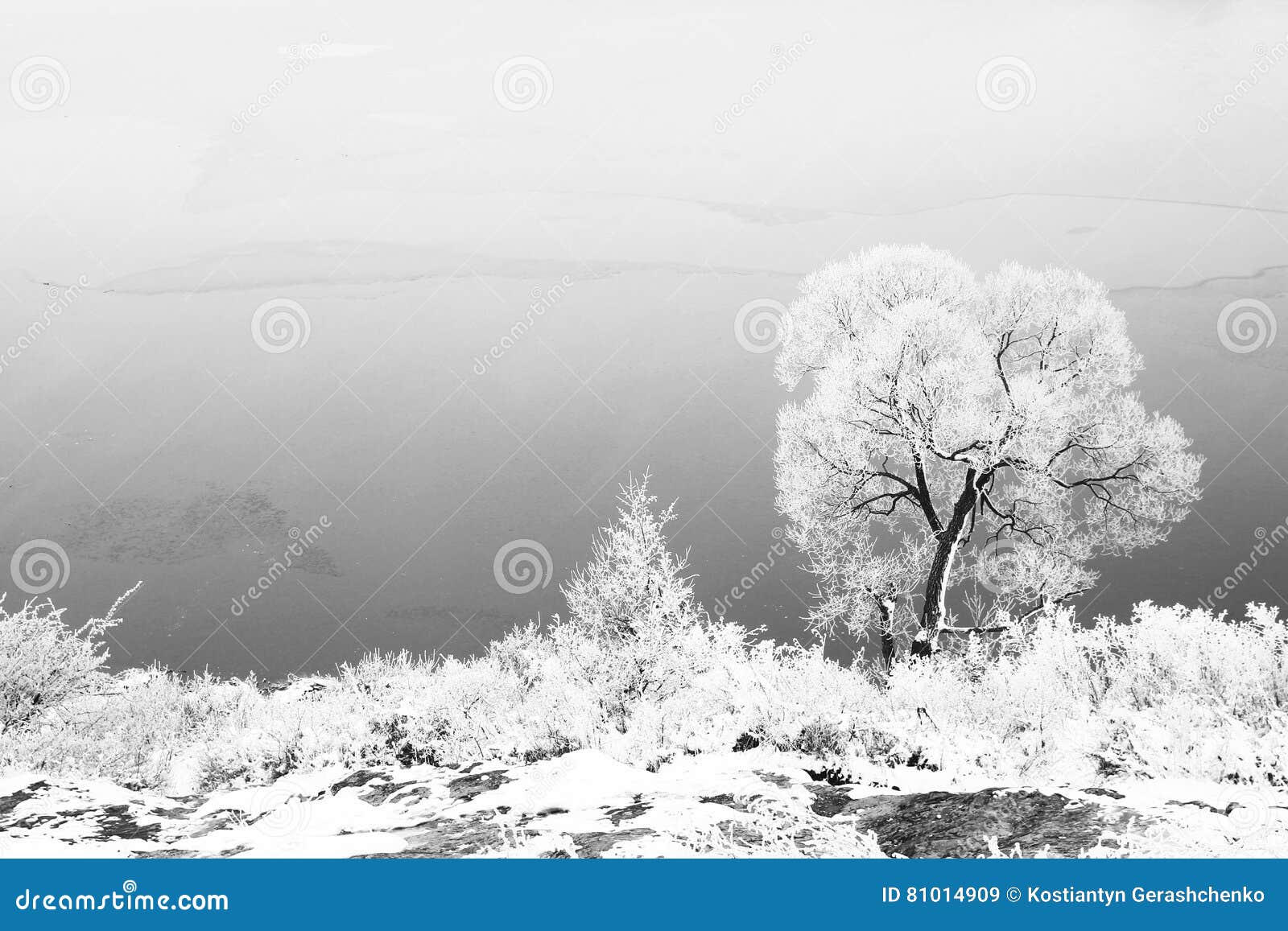 Winter Tree Trunk in Nature in Winter Stock Image - Image of ...