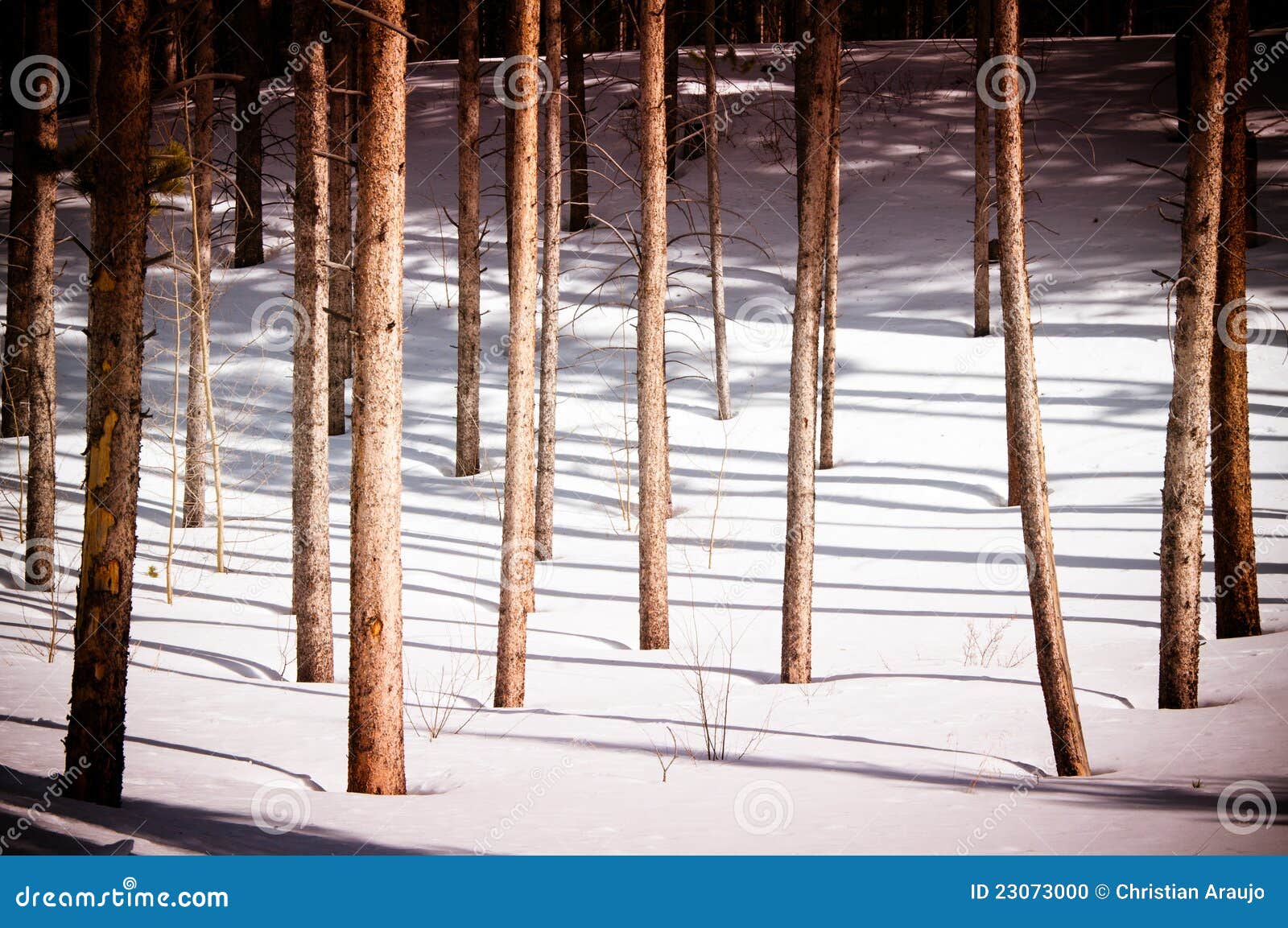 Winter Tree Trunks stock photo. Image of magic, outdoor - 23073000