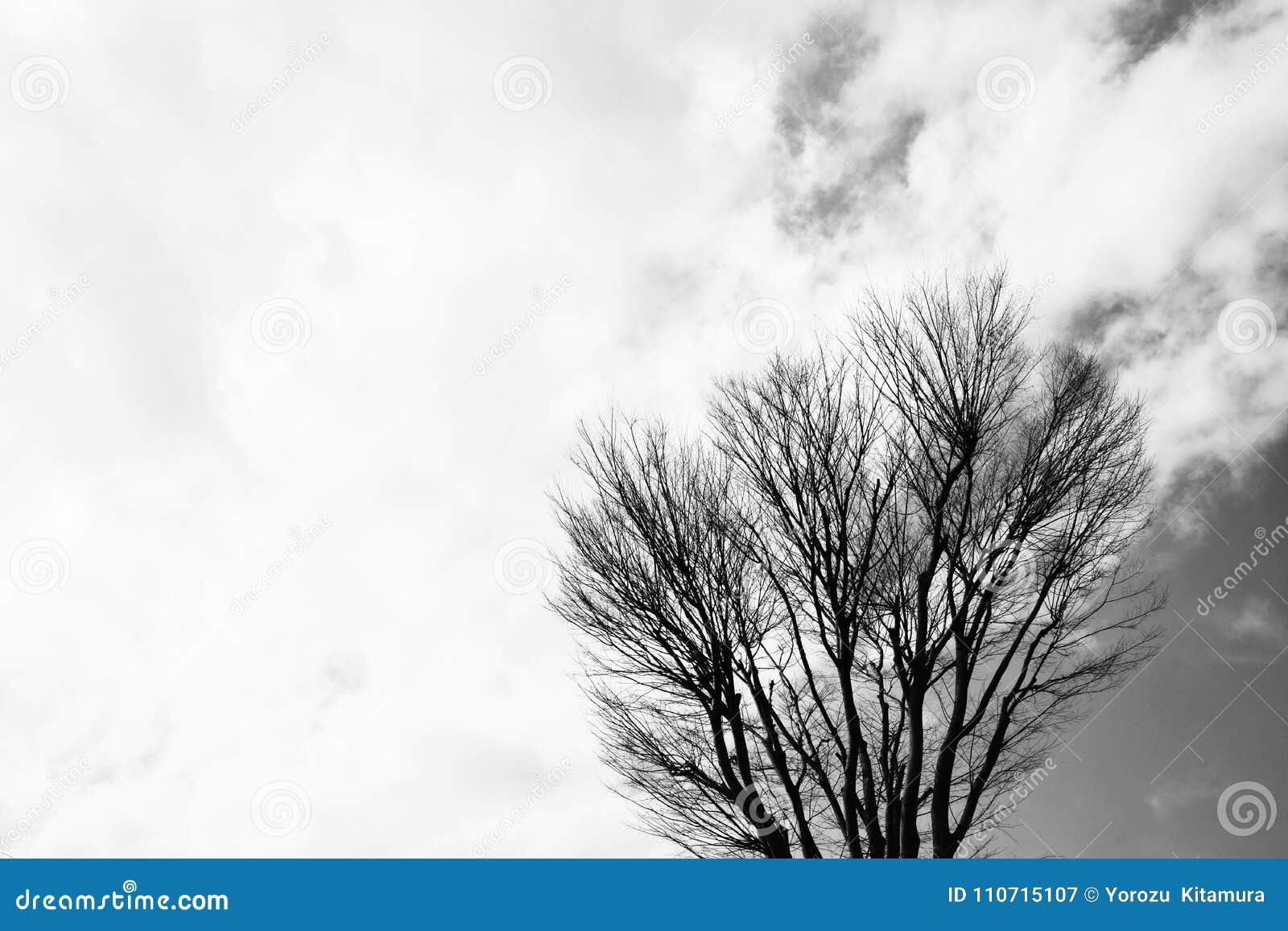 Winter tree stock image. Image of withered, abstract - 110715107