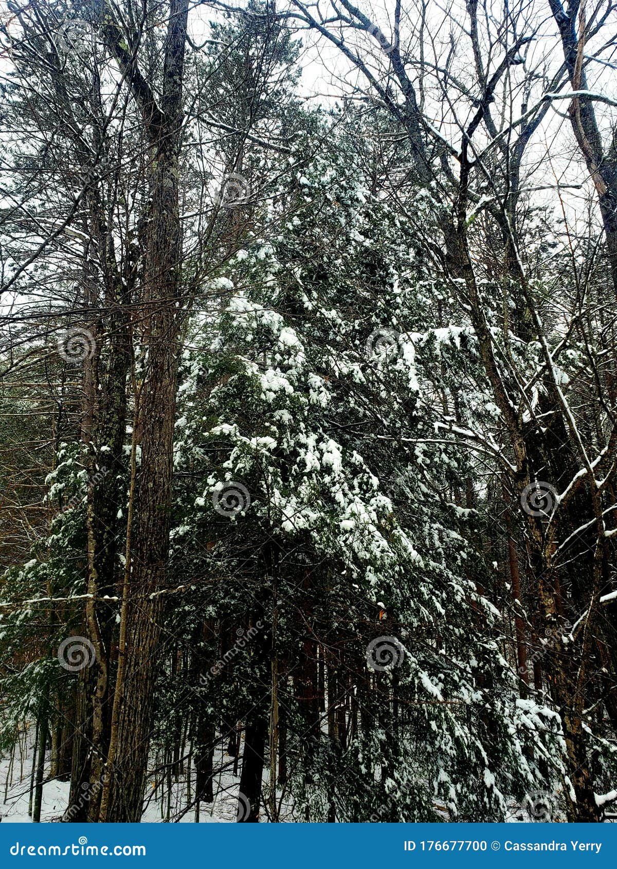 Winter tree wonderland stock photo. Image of winter - 176677700