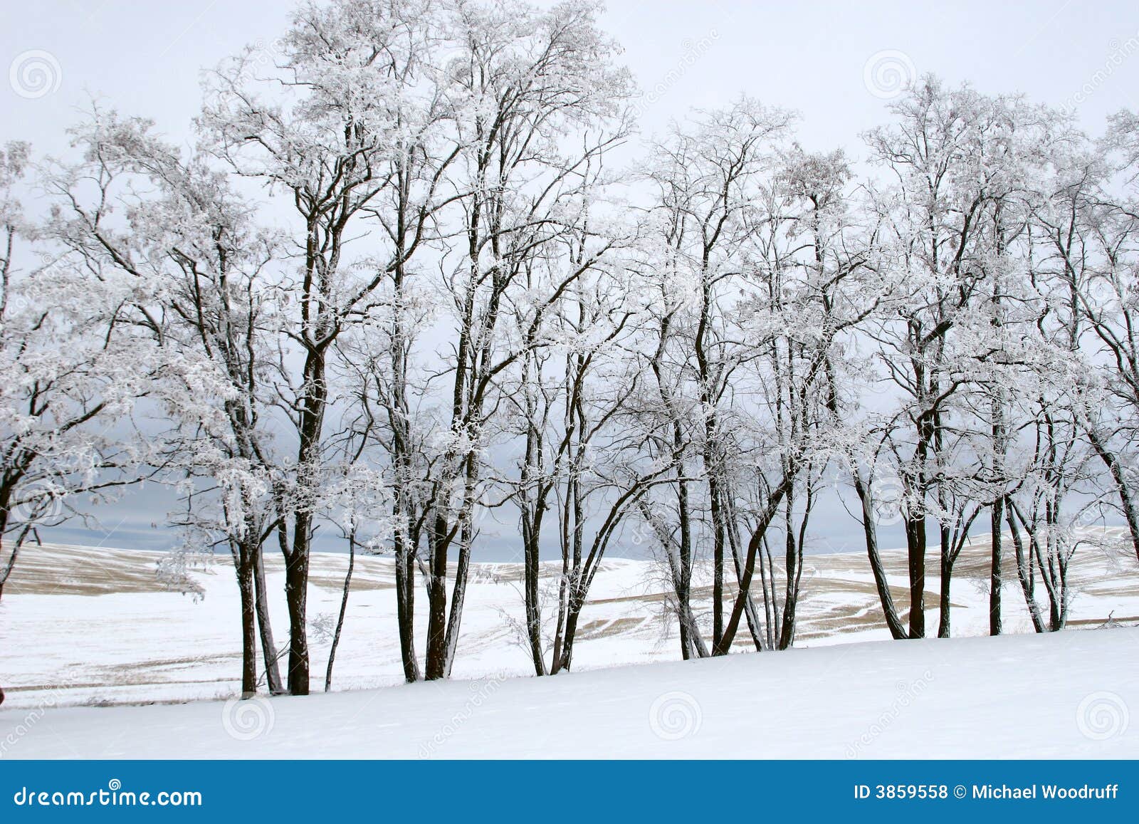 Winter Treeline stock photo. Image of season, frozen, snow - 3859558