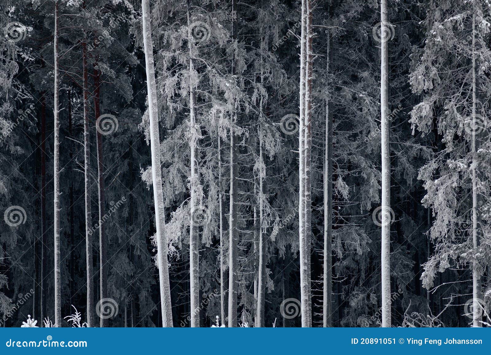 Winter trees stock image. Image of cold, spruce, evergreen - 20891051