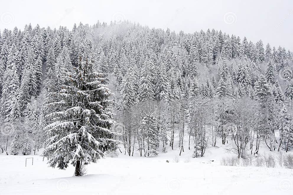 Winter trees stock photo. Image of outdoor, frosty, grey - 21848470
