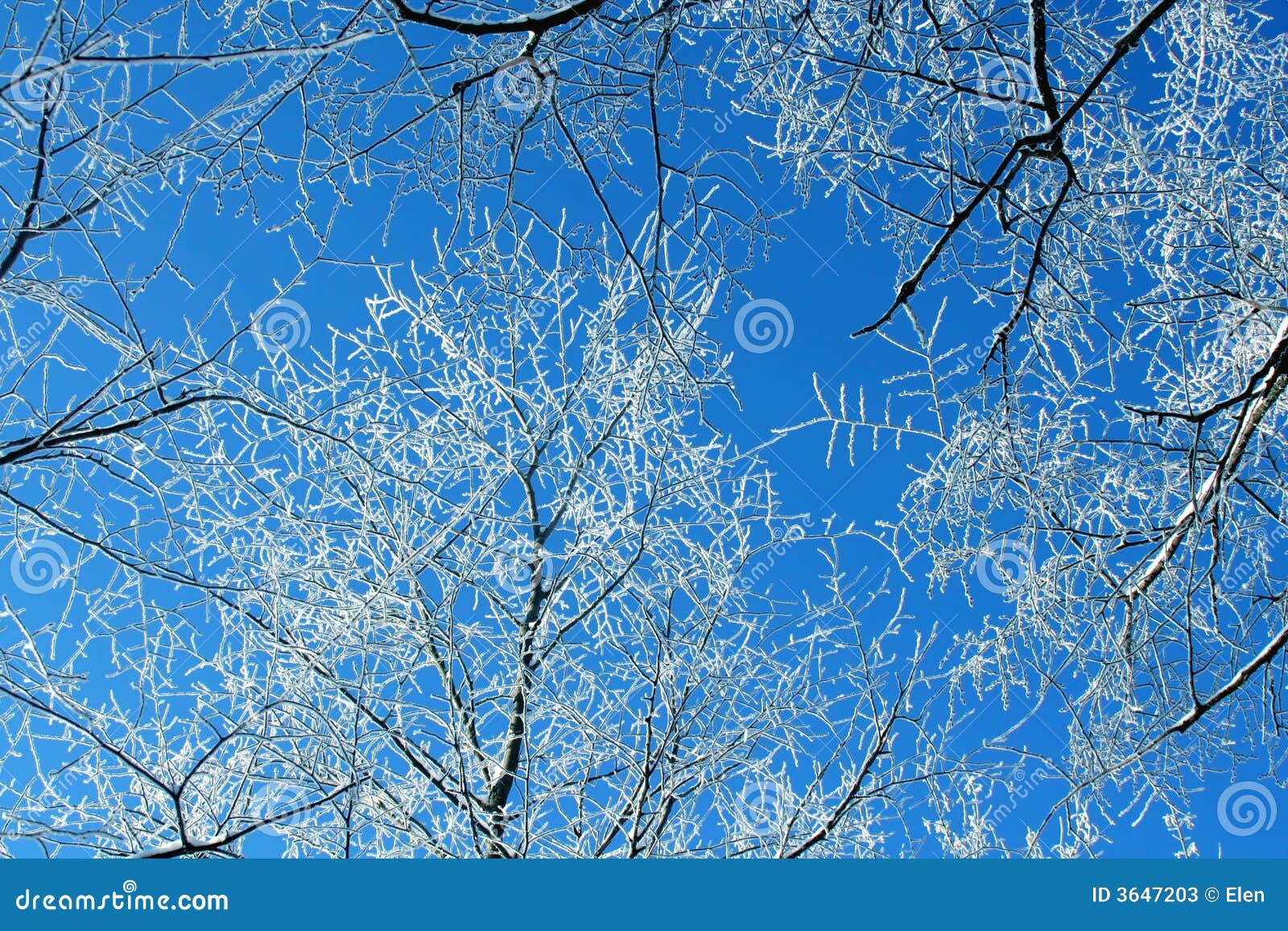 Winter trees stock image. Image of texture, tree, frost - 3647203