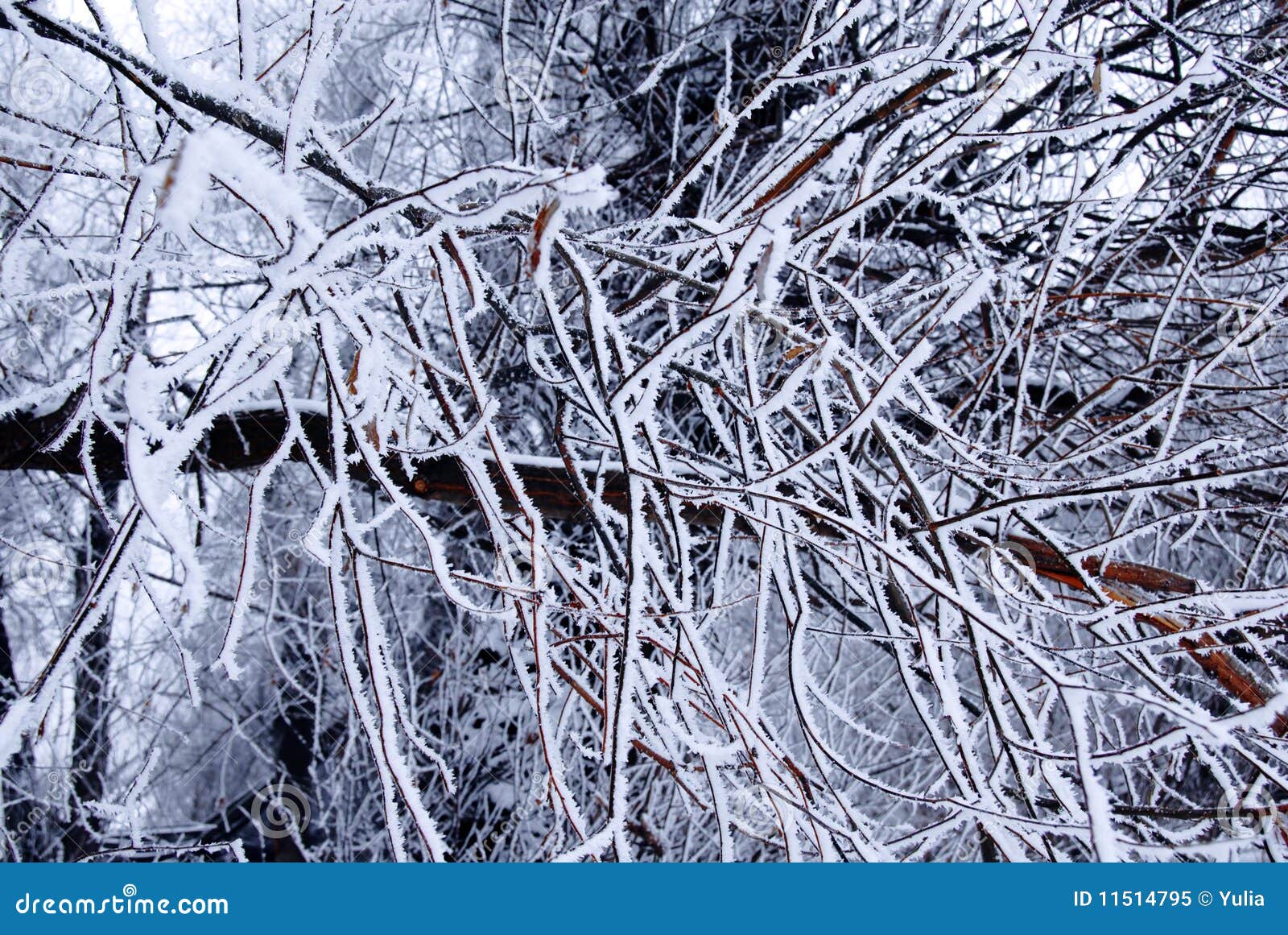 Winter trees background stock image. Image of branches - 11514795