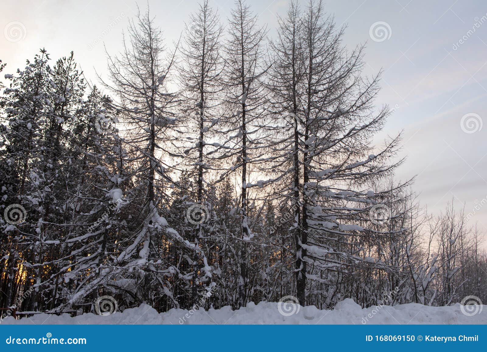 Winter Trees on the Background of the Pre-dawn Sky Stock Photo - Image ...